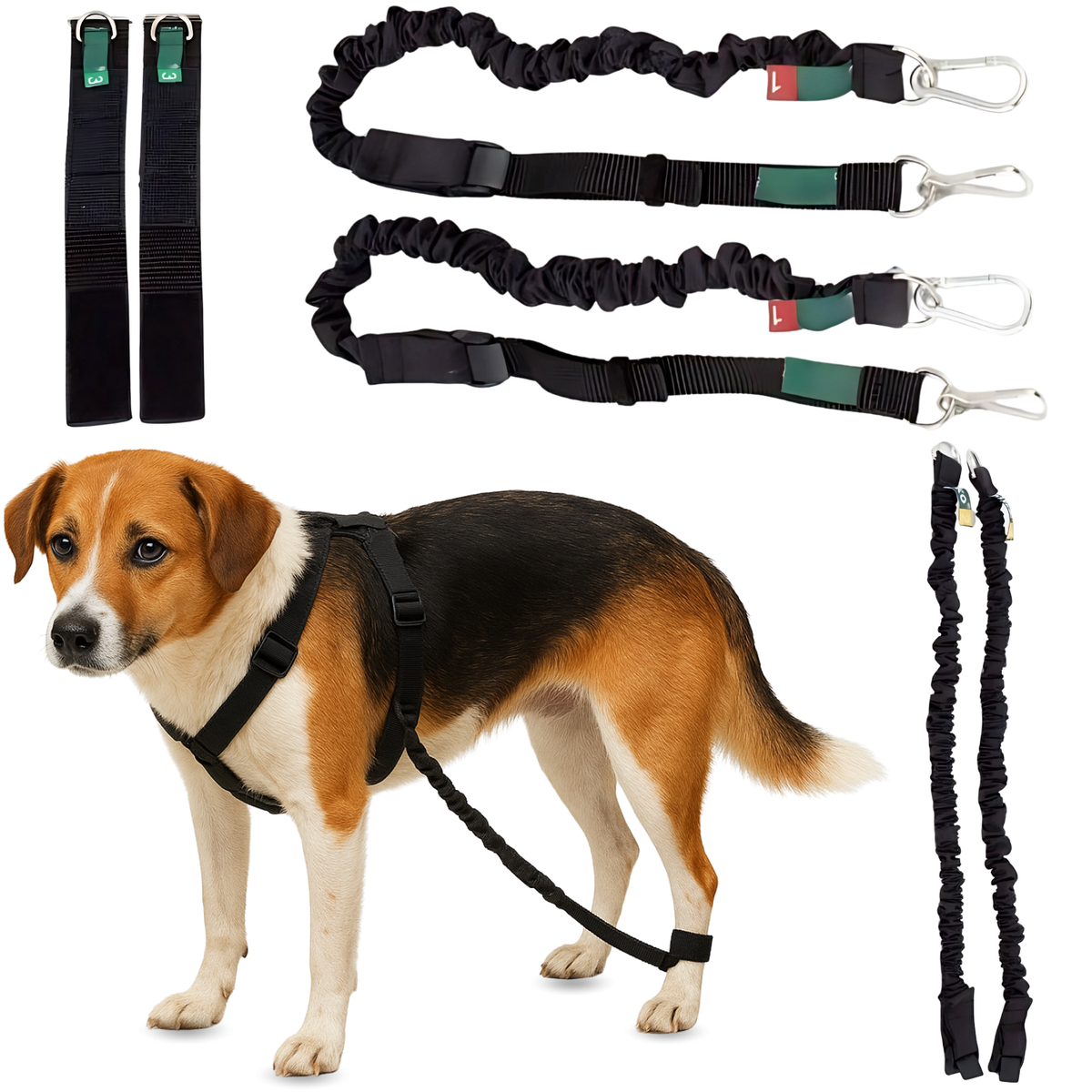 Dispositif pour Ataxie Canine | Aide pour Chiens — Ortoprime.fr